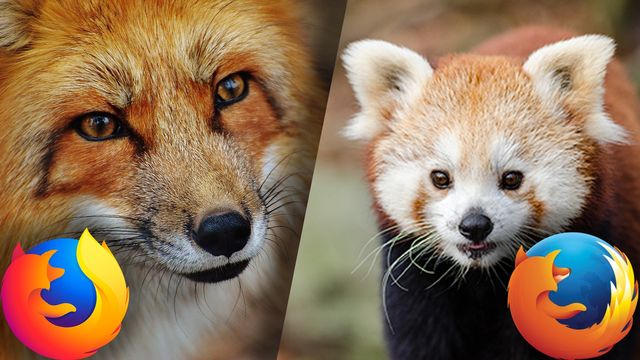 Firefox-Logo: Ist es ein Fuchs oder ein roter Panda? - CHIP